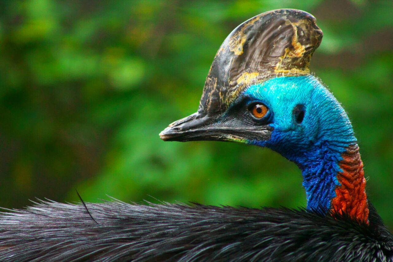 Les oiseaux en Australie (kookaburra, casoar, etc.)
